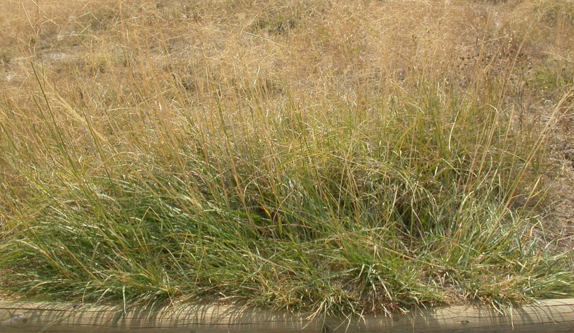 Sporobolus airoides - Alkali Sacaton | PlantMaster