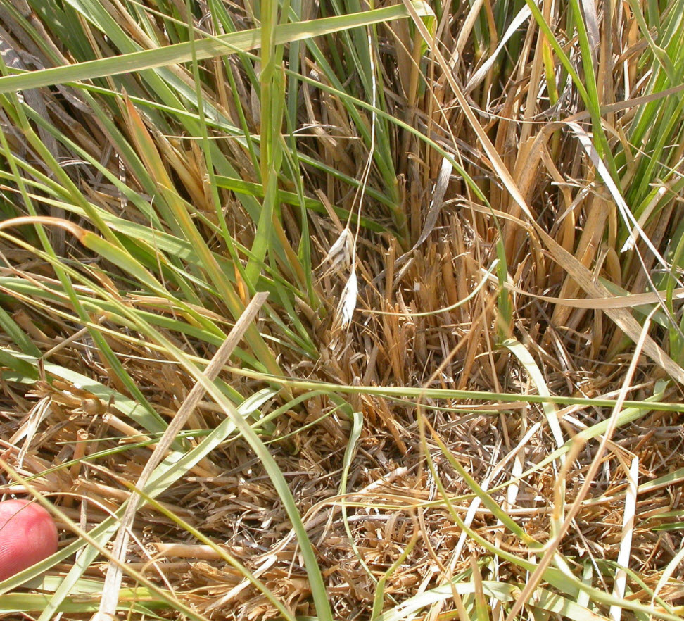 Sporobolus airoides - Alkali Sacaton | PlantMaster