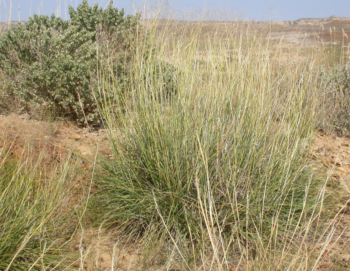Sporobolus airoides - Alkali Sacaton | PlantMaster