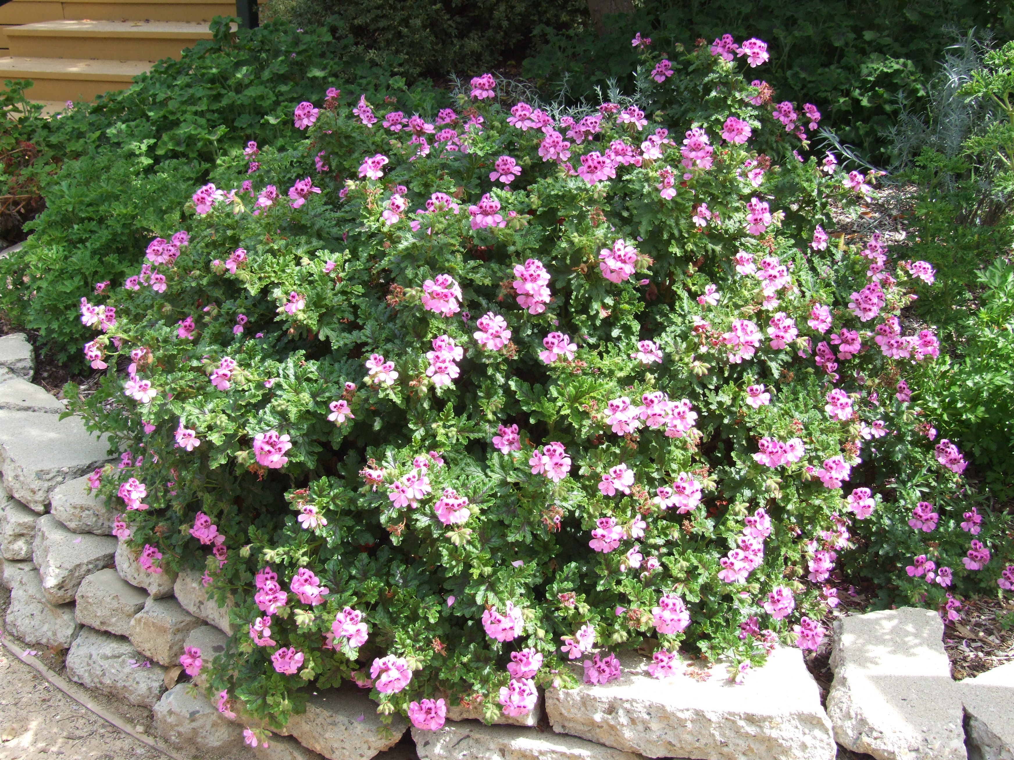 Scented Geraniums Varieties