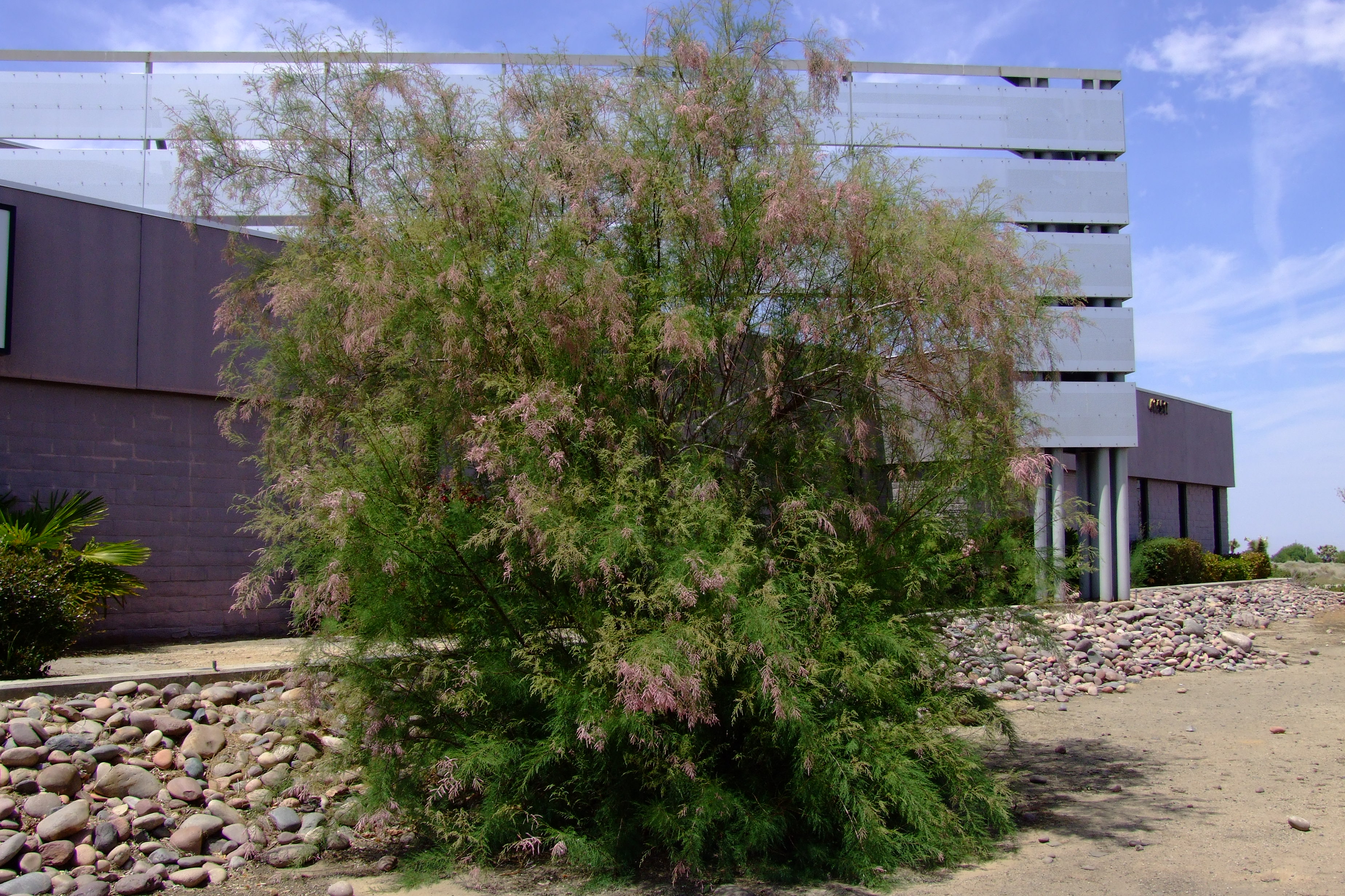 Tamarix parviflora - Small Flower Tamarisk | PlantMaster
