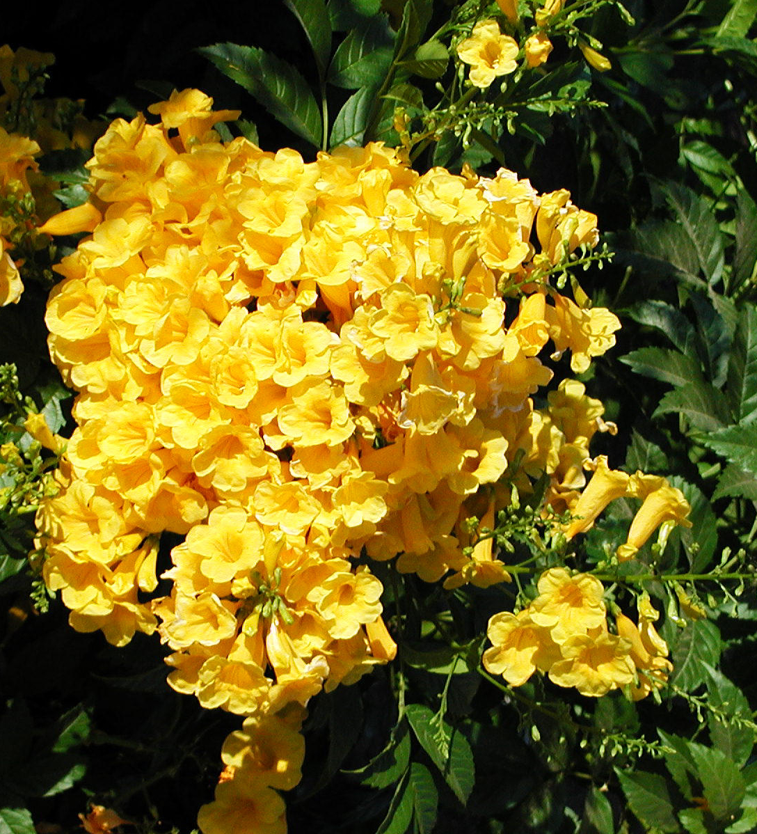 Golden Star Flower Tecoma Stans 'Gold Star' Gold Star Yellow Bells