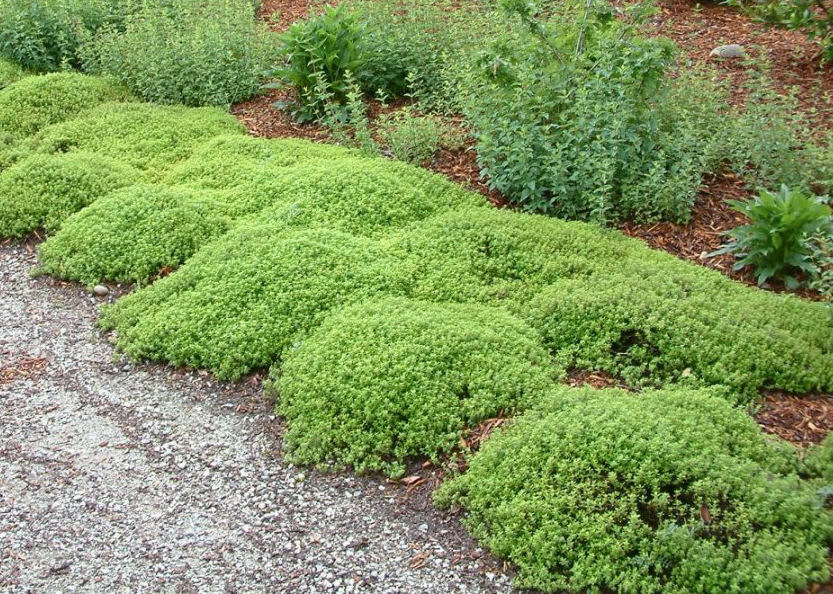 Thymus x citriodora - Lemon Thyme | PlantMaster