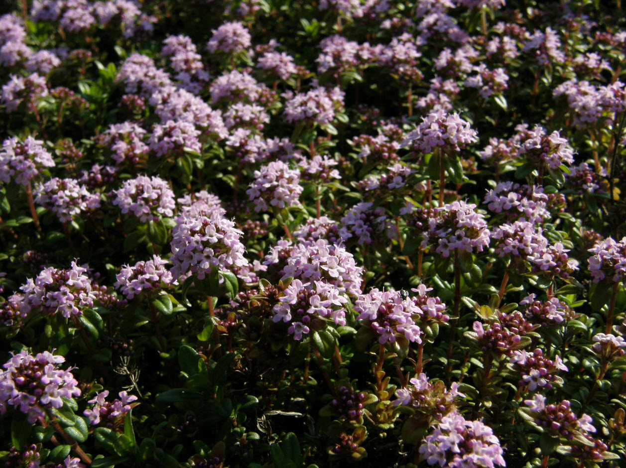 Thymus x citriodora - Lemon Thyme | PlantMaster