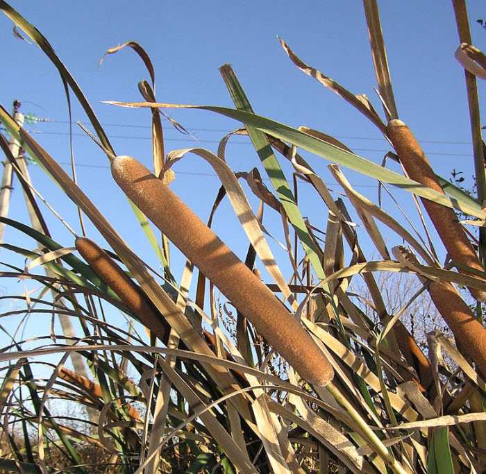 Tule Plant Common Tule, Hardstem Bulrush, Viscous Bulrush: