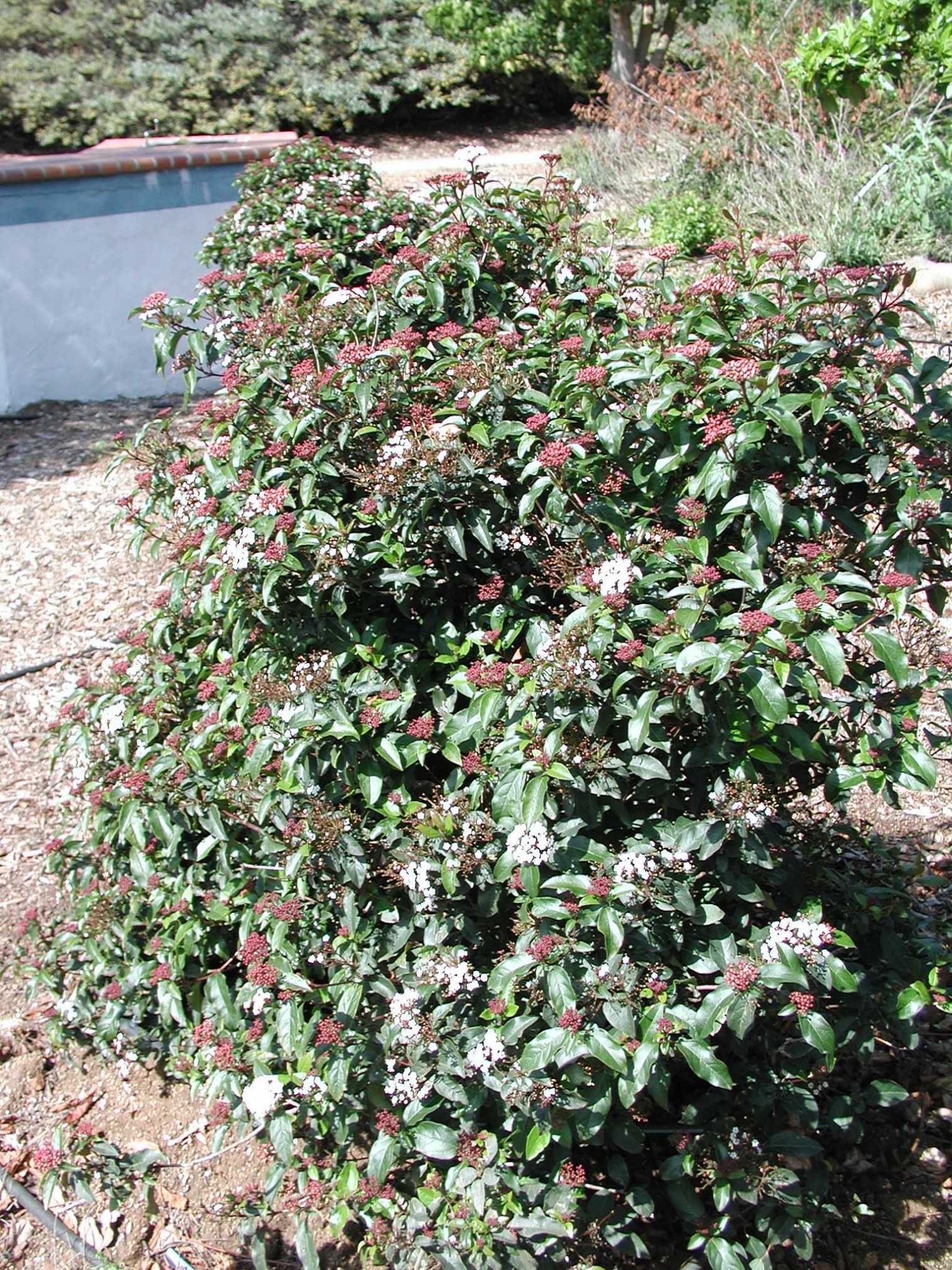 Viburnum tinus 'Spring Bouquet' - Spring Bouquet Viburnum | PlantMaster