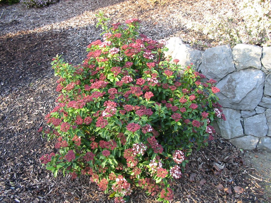 Viburnum tinus 'Spring Bouquet' - Spring Bouquet Viburnum | PlantMaster