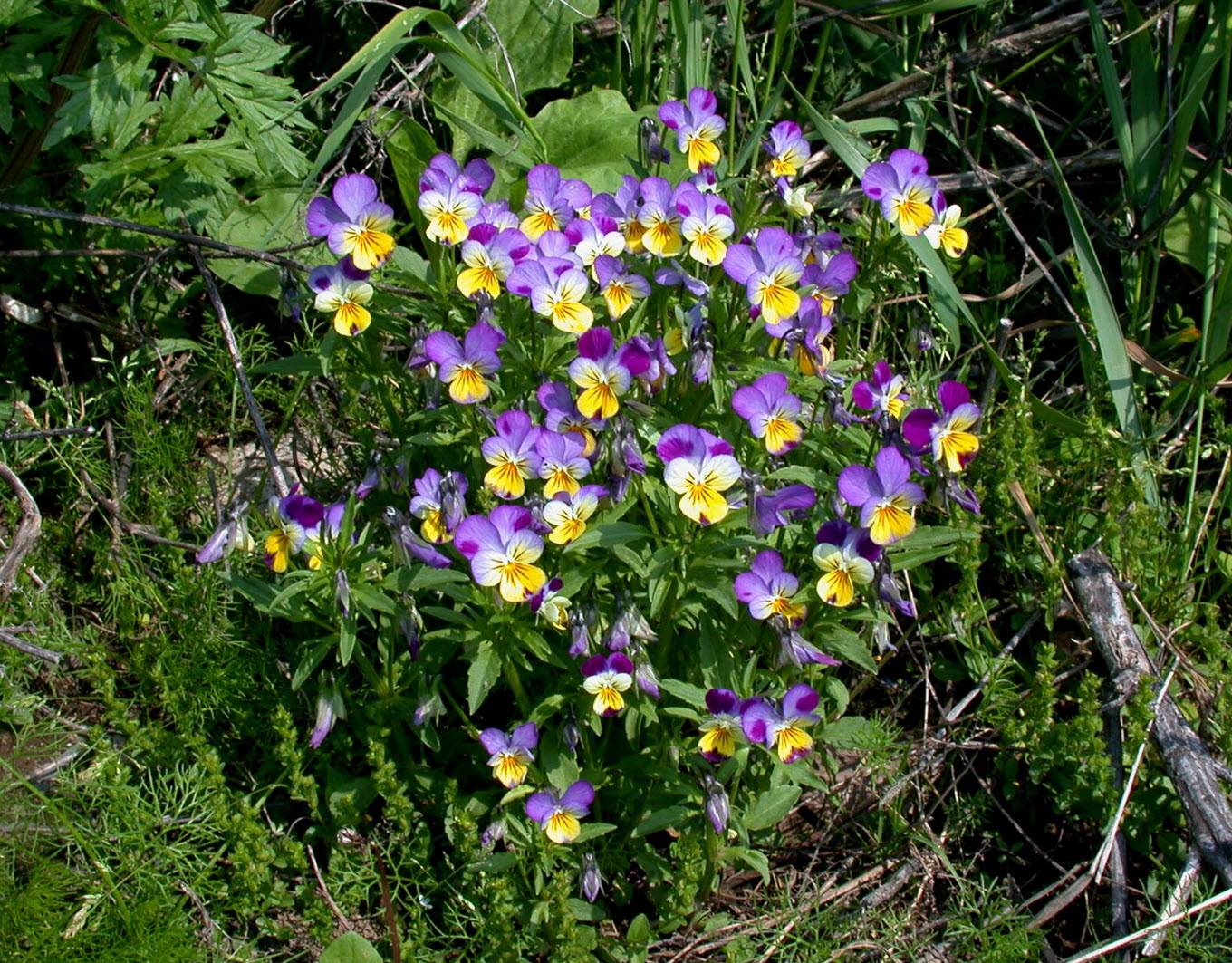Viola tricolor - Johnny Jump Up | PlantMaster