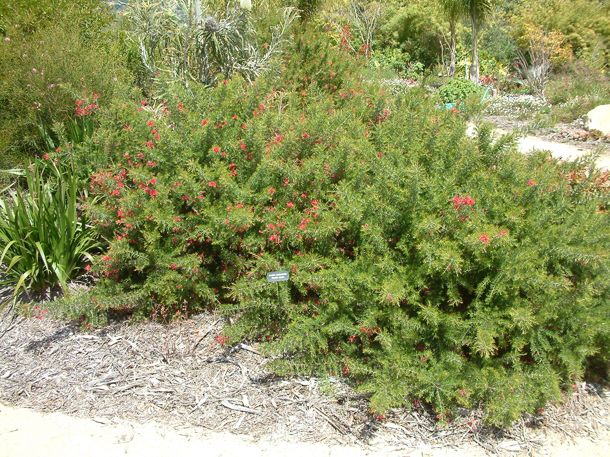 Grevillea Rosmarinifolia