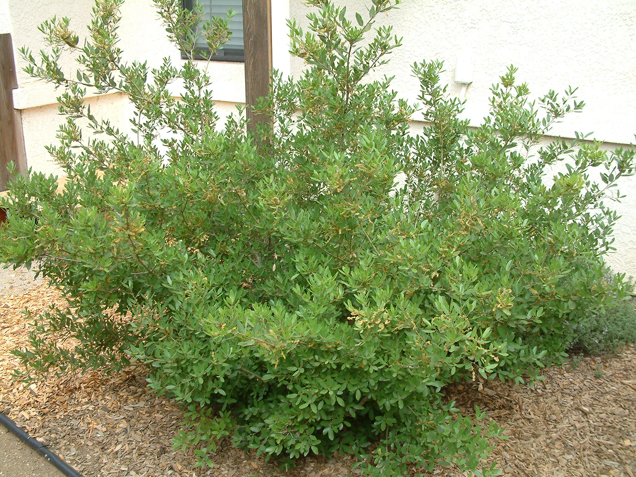 Quercus vaccinifolia - Huckleberry Oak | PlantMaster