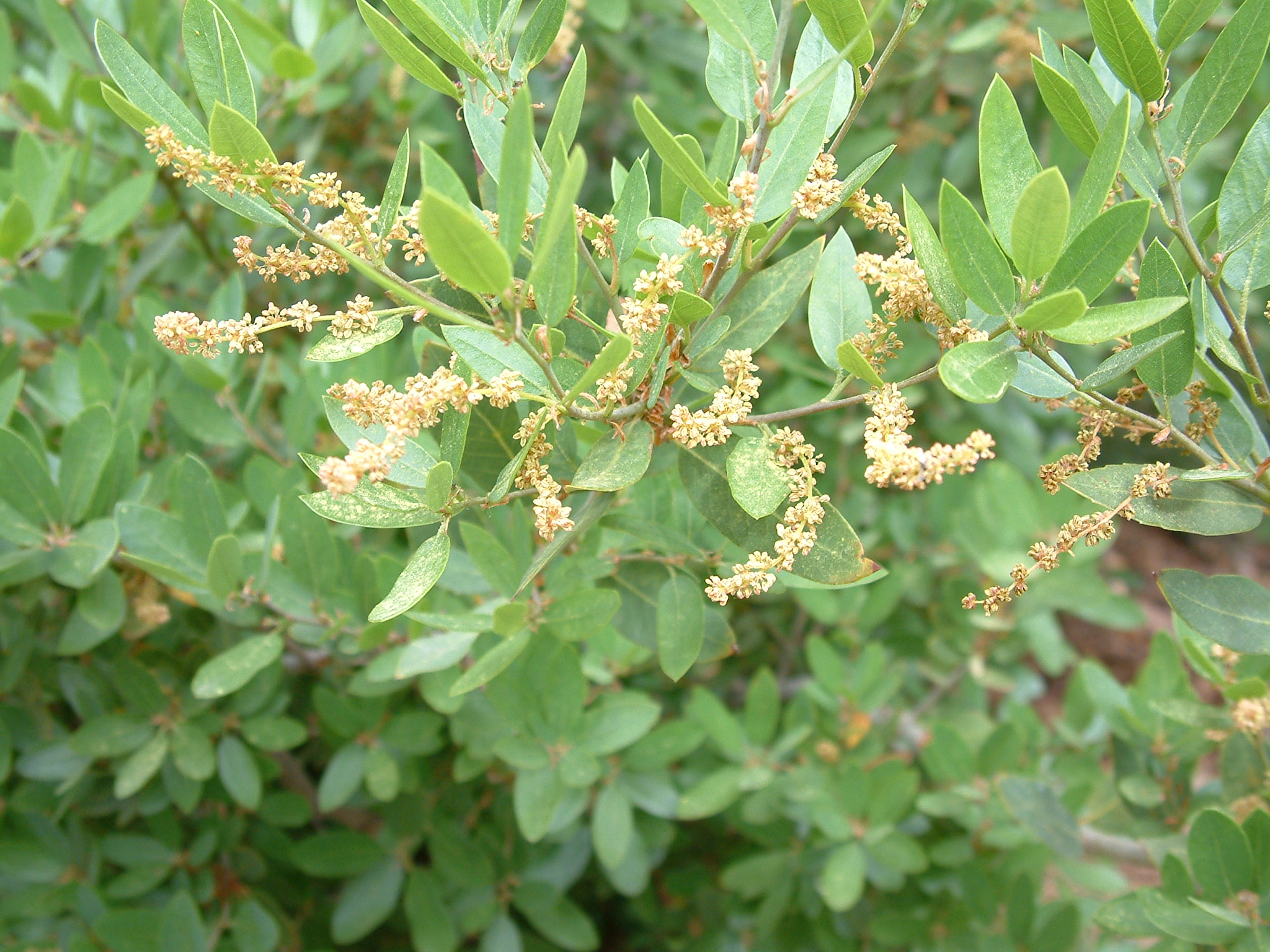 Quercus vaccinifolia - Huckleberry Oak | PlantMaster