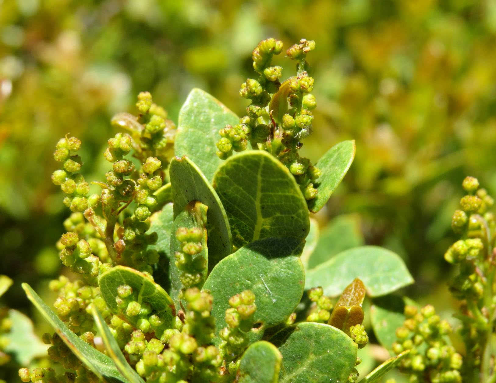 Quercus vaccinifolia - Huckleberry Oak | PlantMaster