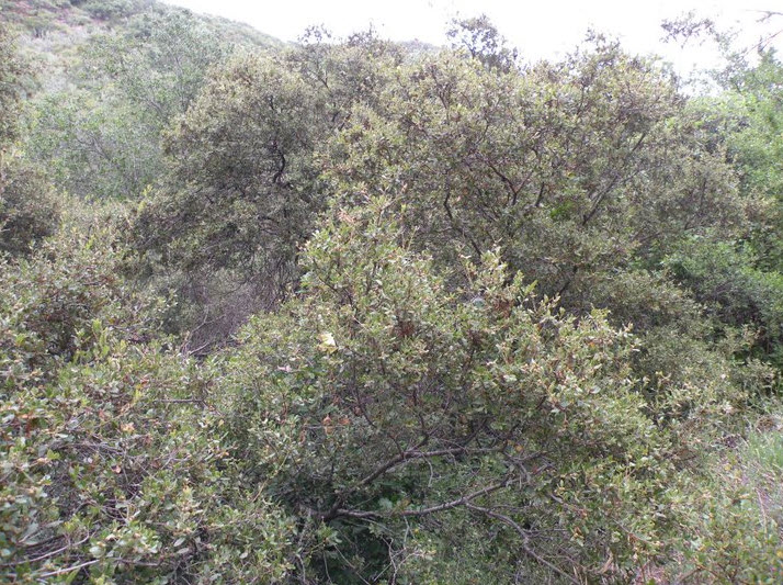 Quercus vaccinifolia - Huckleberry Oak | PlantMaster