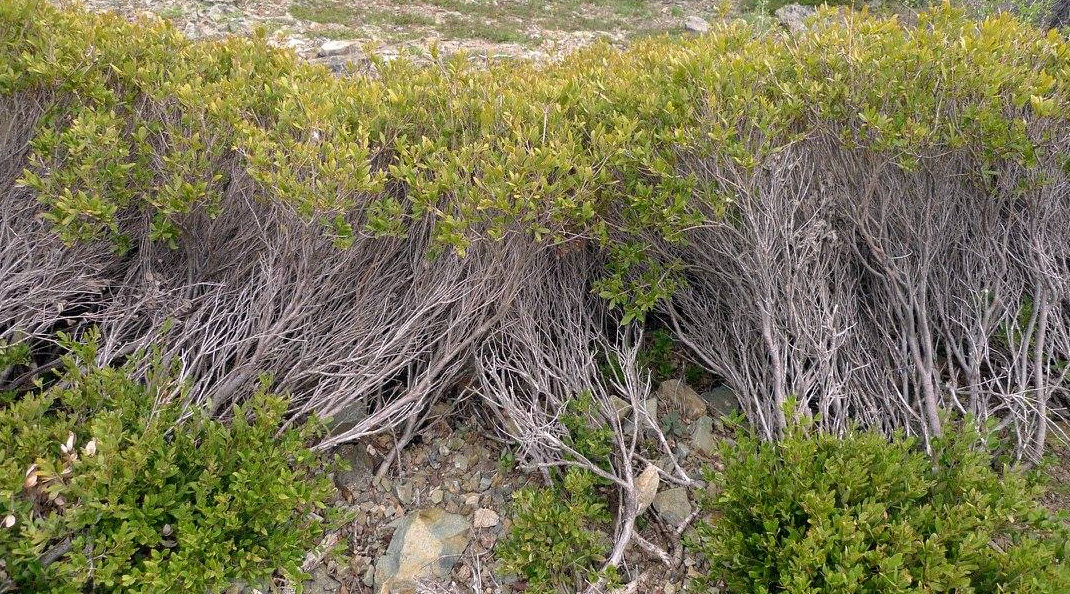 Quercus vaccinifolia - Huckleberry Oak | PlantMaster