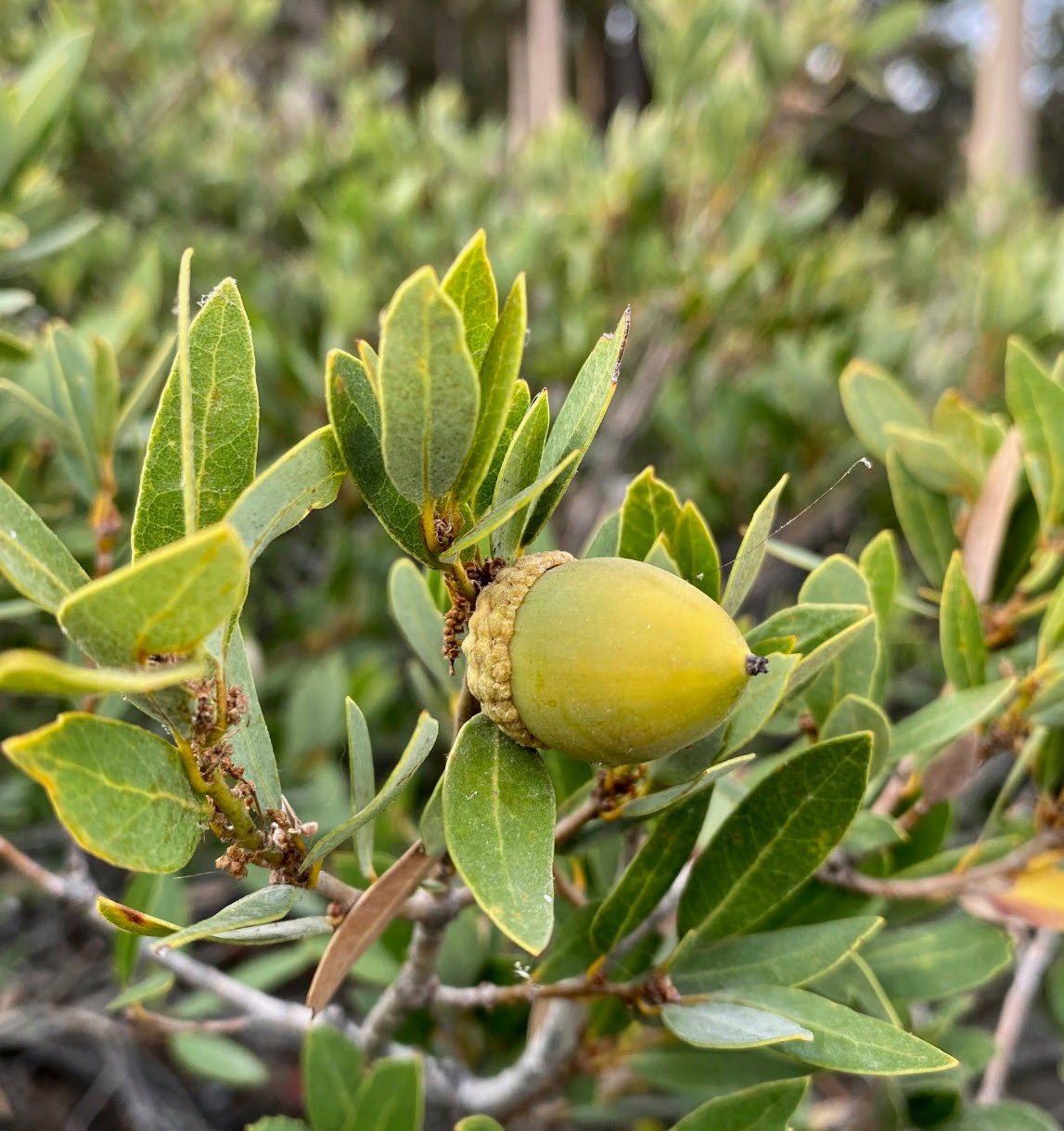Quercus vaccinifolia - Huckleberry Oak | PlantMaster
