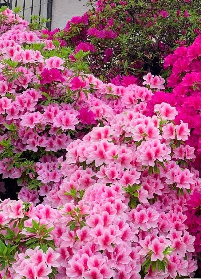 Rhododendron 'April Song' - Rhododendron | PlantMaster