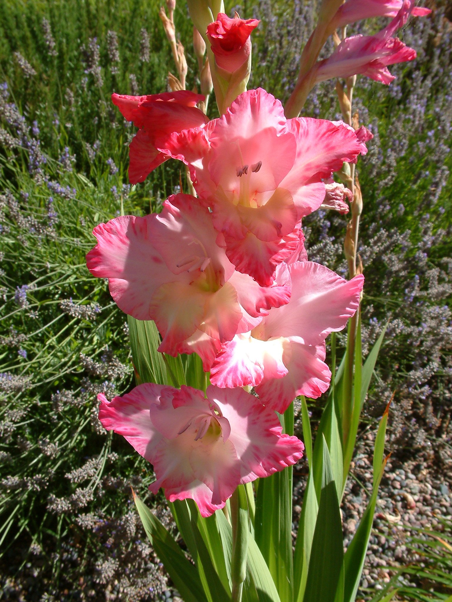 Gladiolus Hybrida