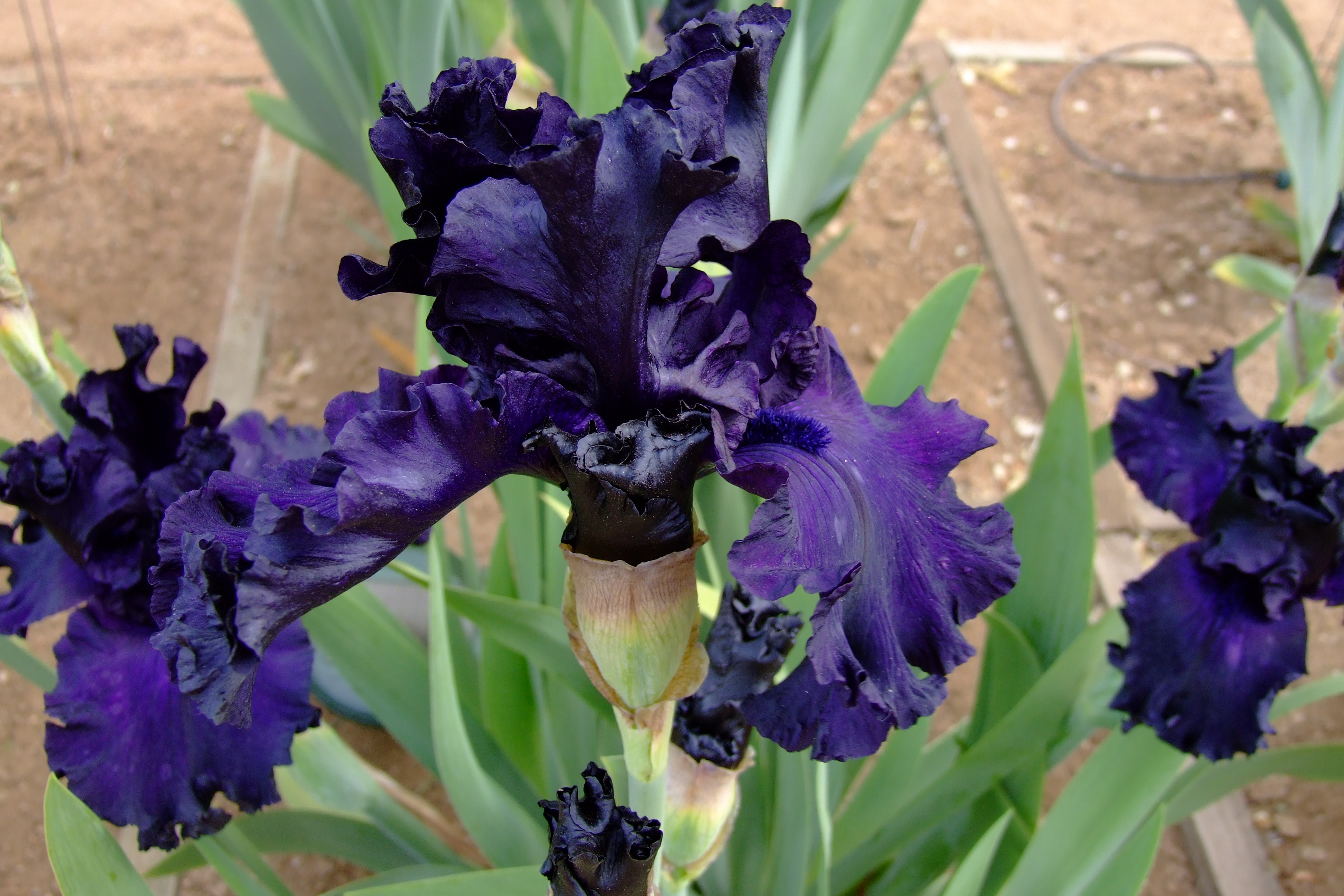 Iris bearded 'All Night Long' - All Night Long Bearded Iris | PlantMaster