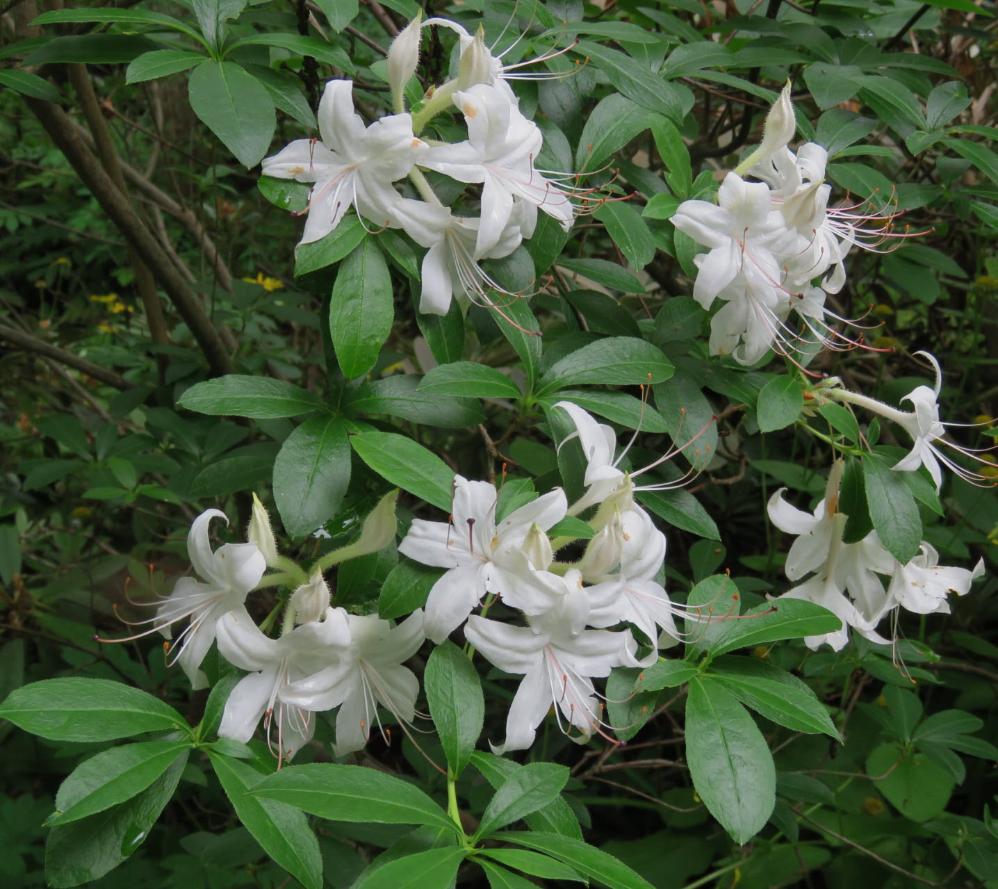 Azalea 'Weston's Innocence' - Azalea | PlantMaster