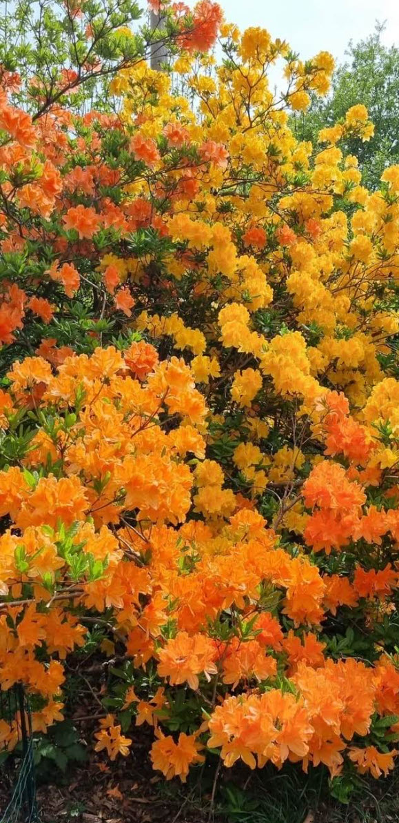 Rhododendron - Deciduous Azalea | PlantMaster