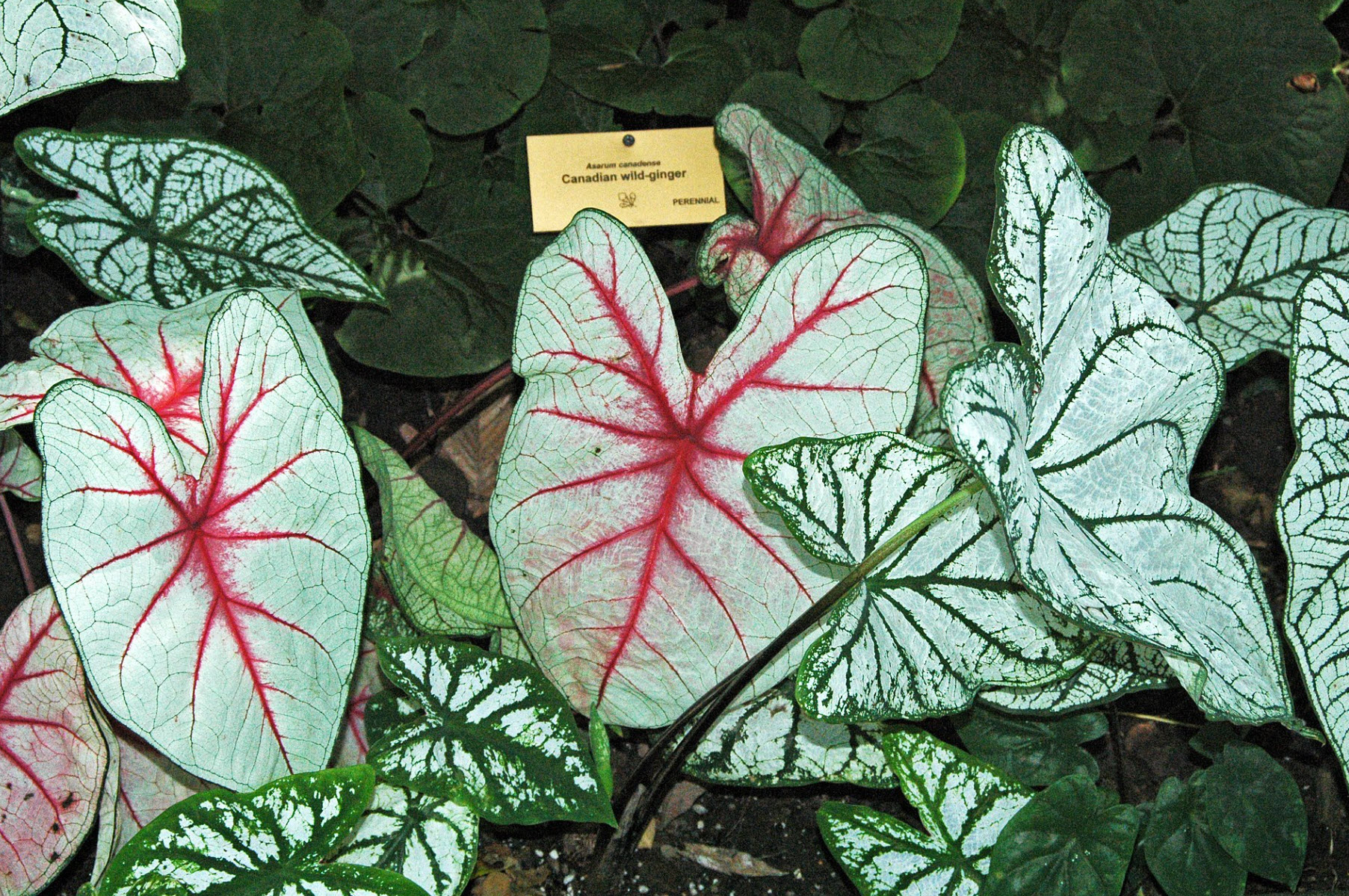 Caladium x hortulanum - Caladium | PlantMaster