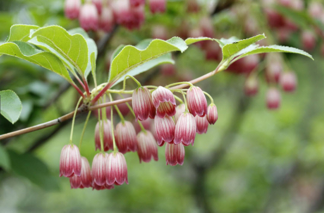 Enkianthus cam. 'Albiflorus' - Enkianthus | PlantMaster