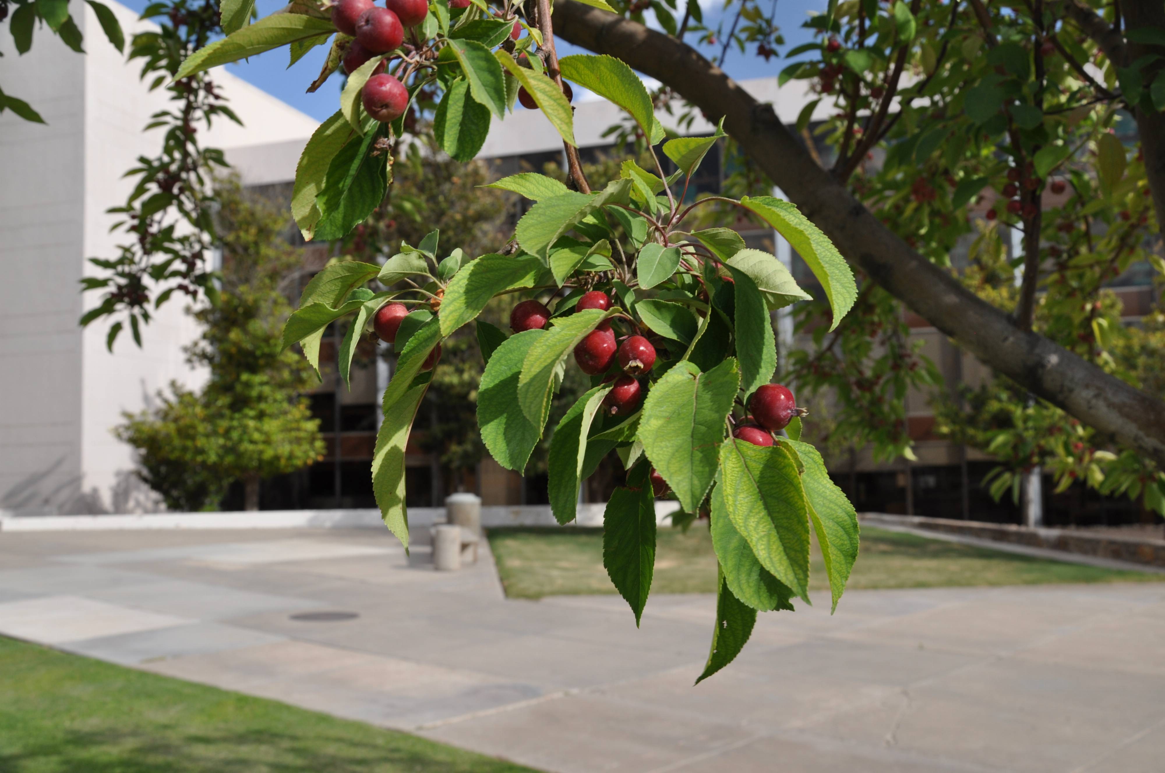 Malus spp. - Ornamental Crabapple | PlantMaster