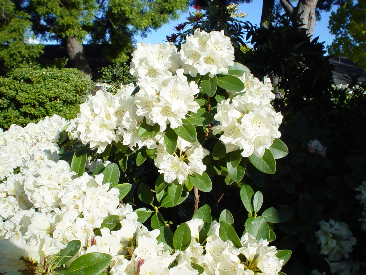 Azalea 'Alaska' - Alaska Azalea | PlantMaster
