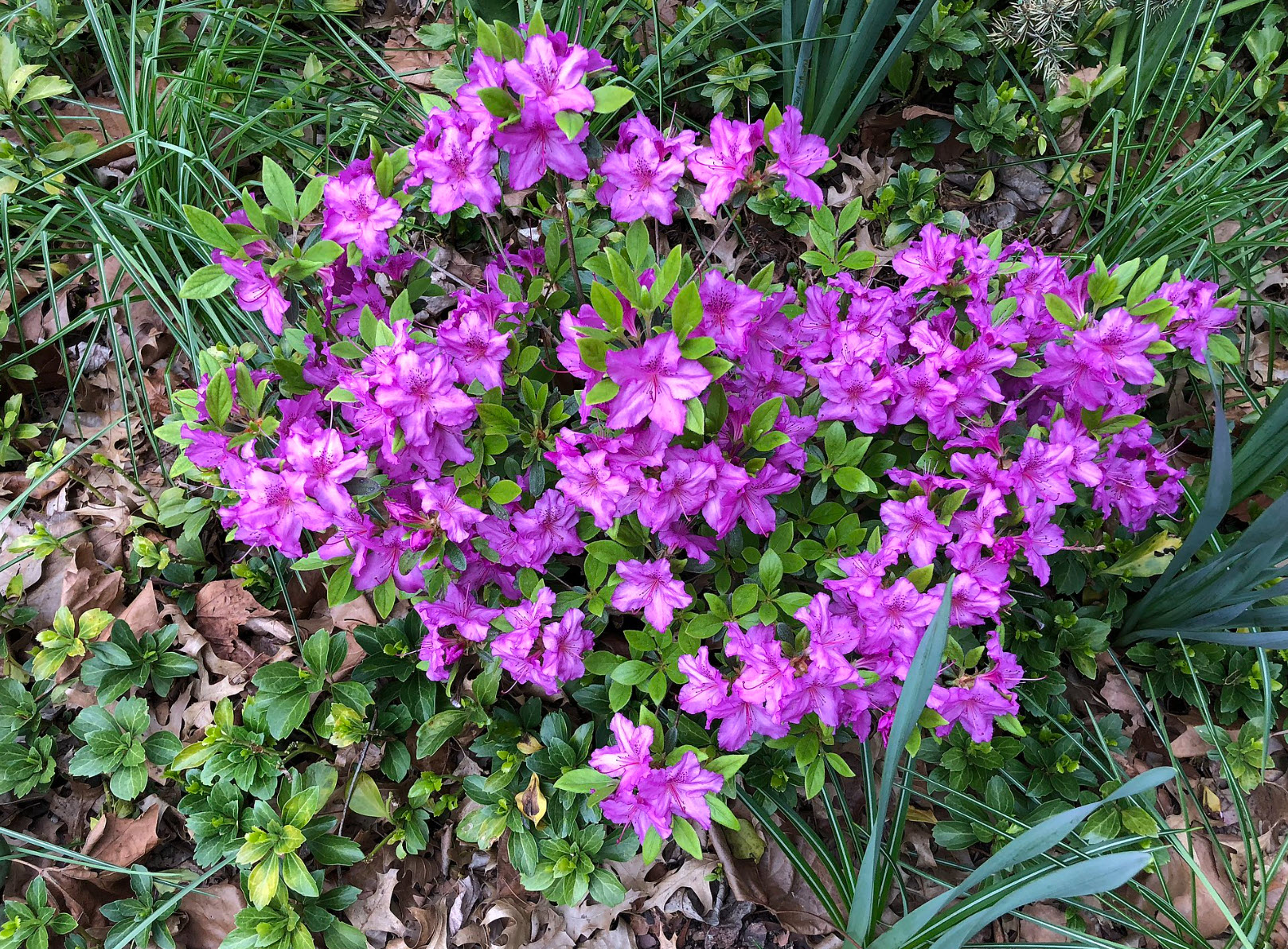 Purple Formosa Azalea Azalea | Fairview Garden Center | Raleigh NC