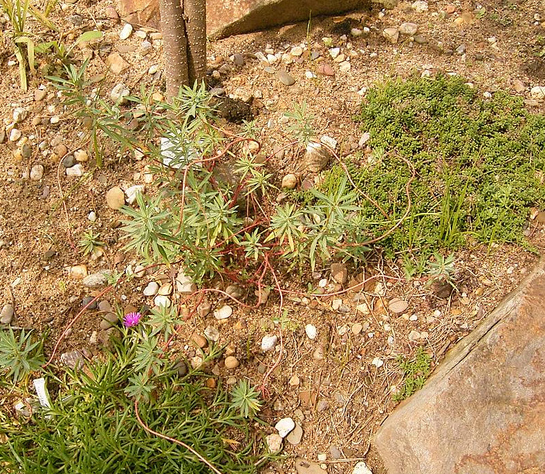Euphorbia Ceratocarpa Pruning