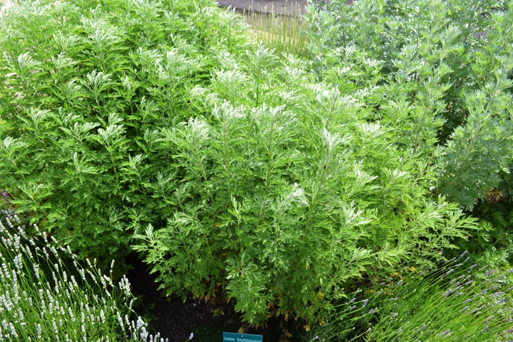 Artemisia abrotanum - Southernwood | PlantMaster