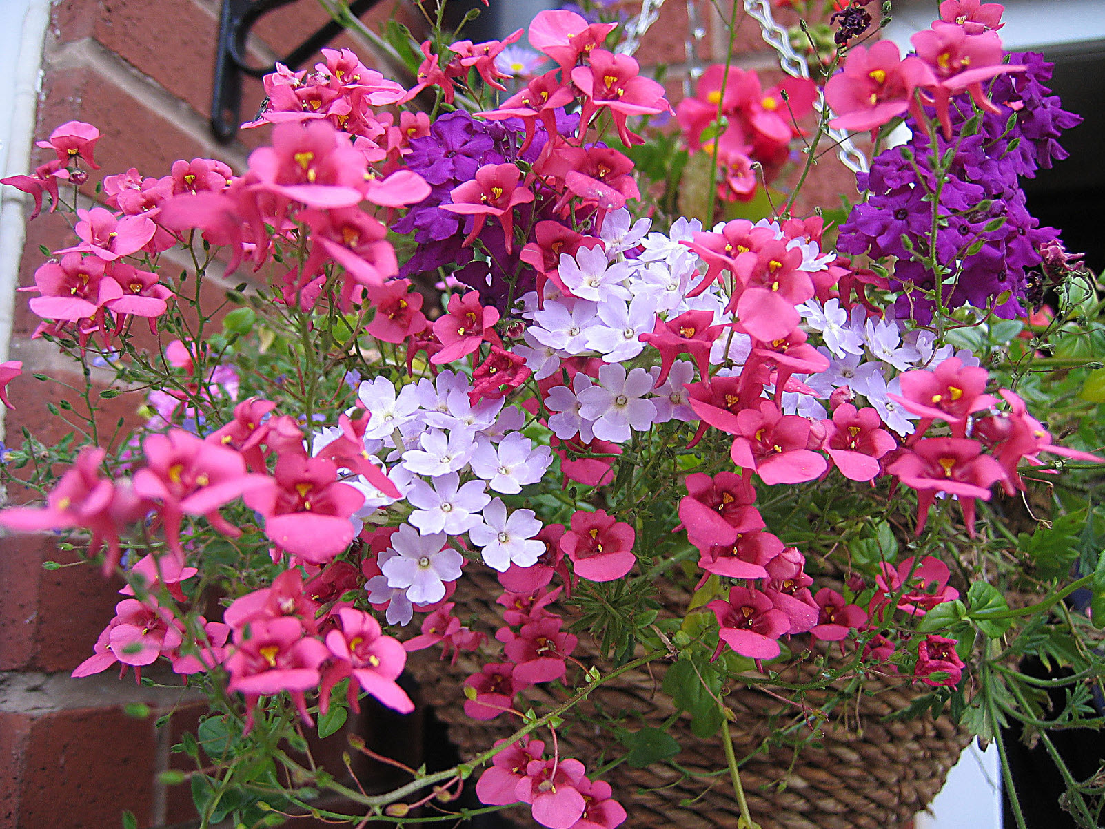 Diascia barberae - Twinspur | PlantMaster