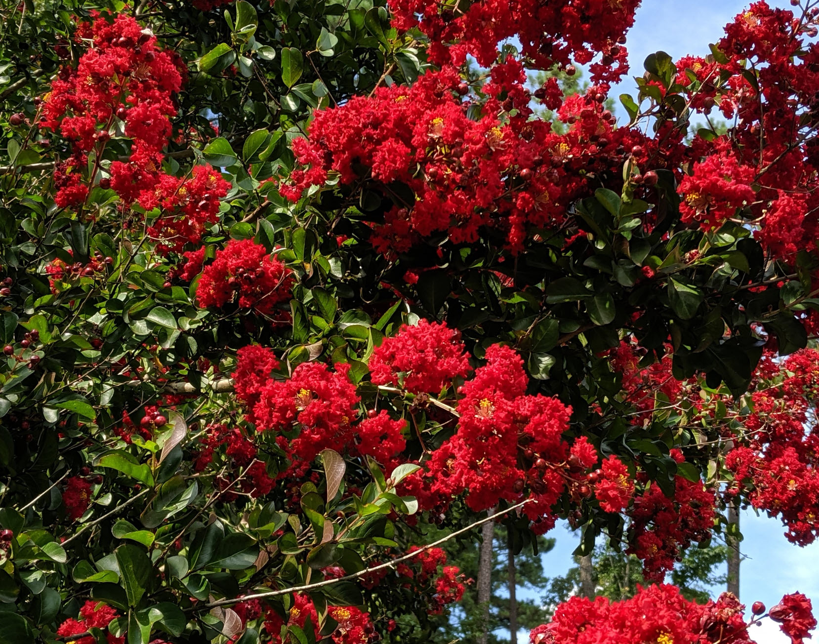 Dynamite Crape Myrtle Tree