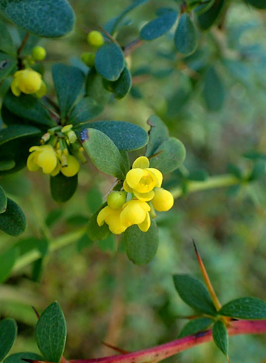 Berberis wilsoniae - Wilson Barberry | PlantMaster