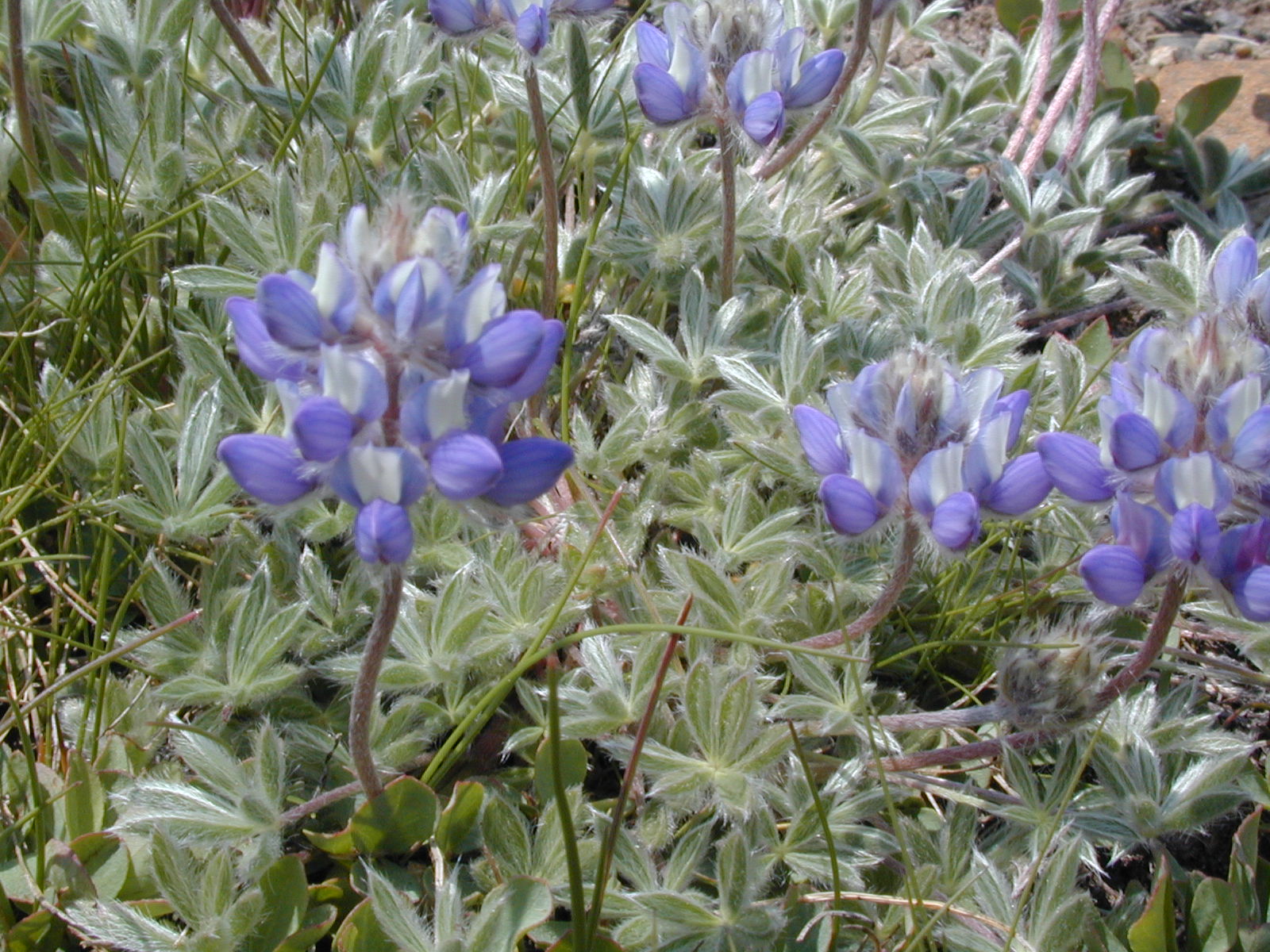 Lupinus Blue Bicolor
