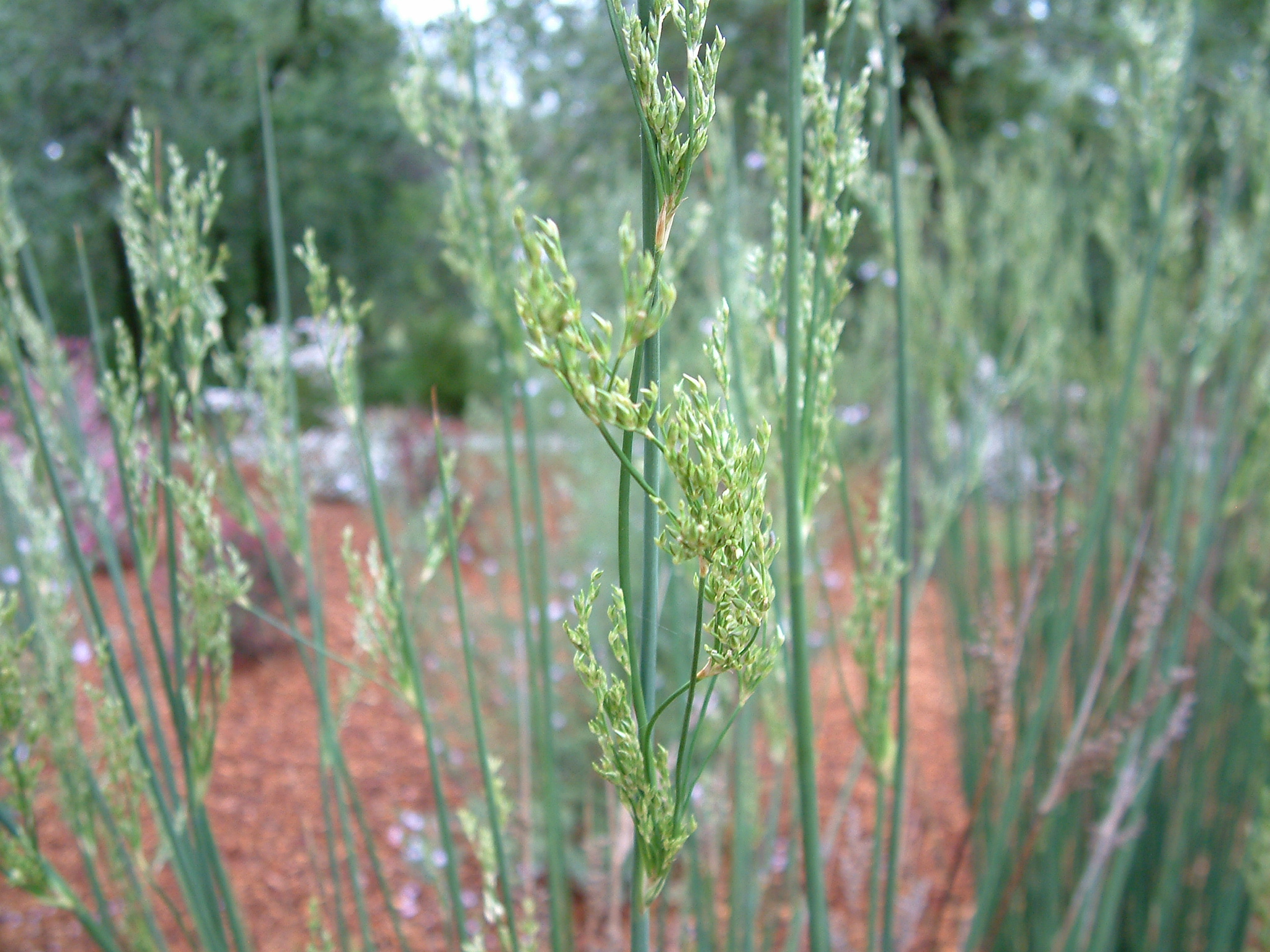 Juncus pallidus - Javelin Rush | PlantMaster