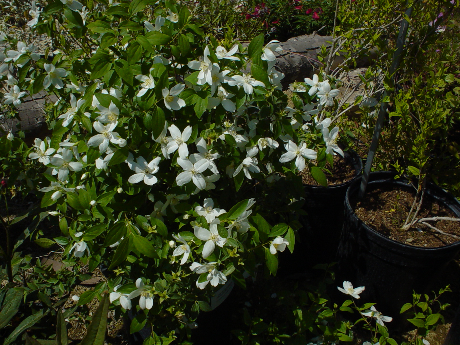 Wild Mock Orange Philadelphus Microphyllus Desert Snow