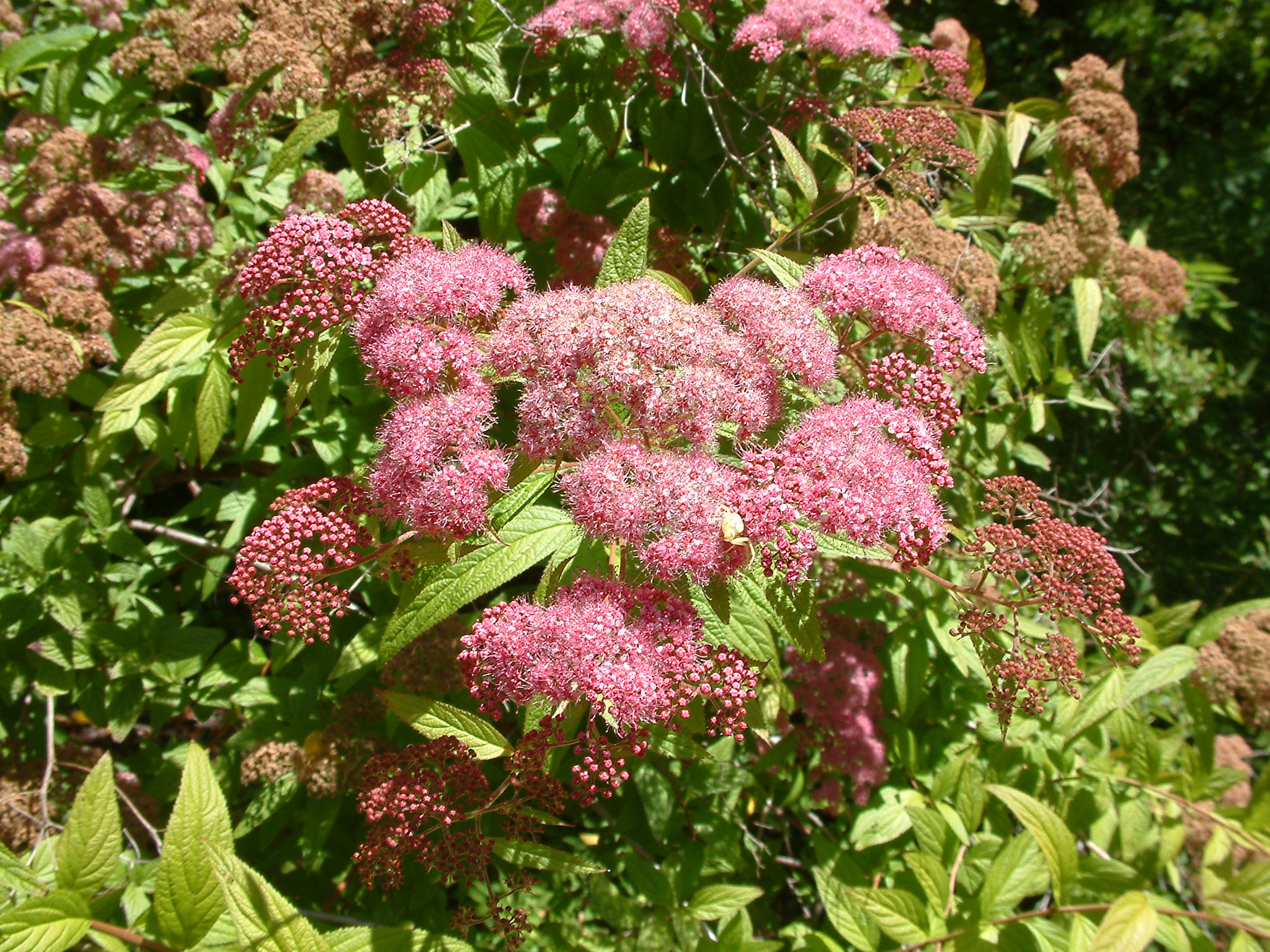 Spiraea japonica - Pink Spirea | PlantMaster