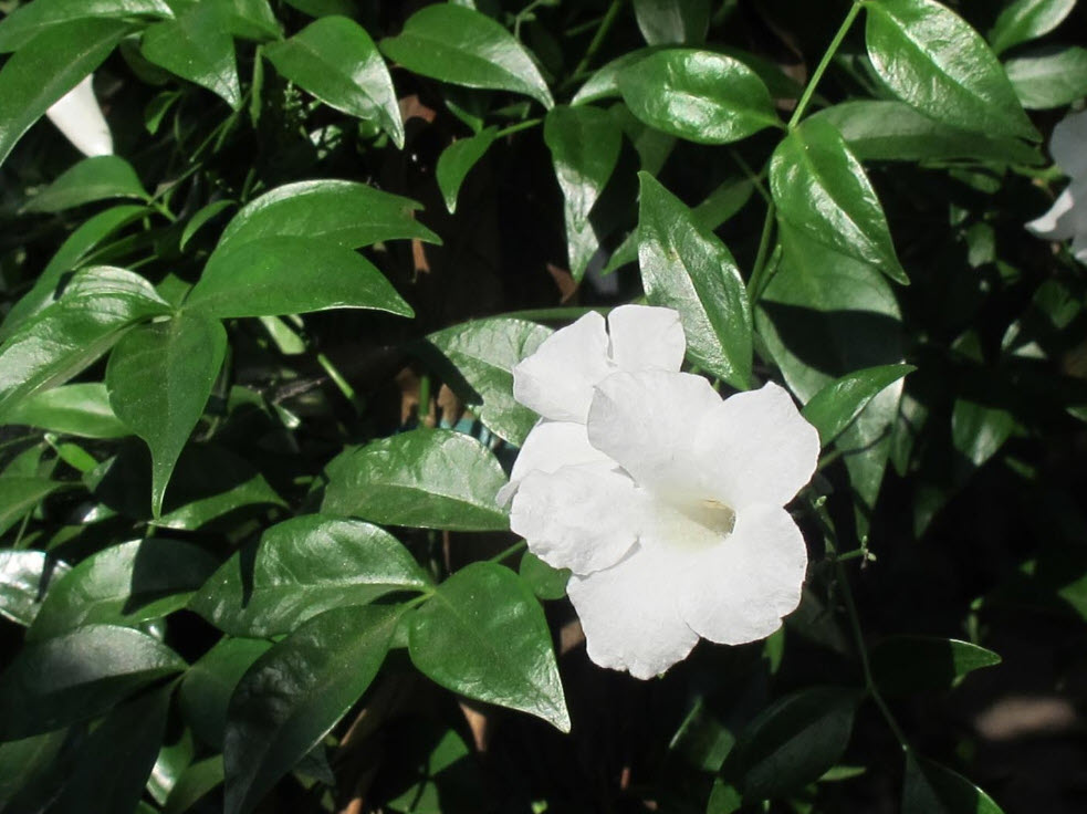 Pandorea jasminoides 'Lady Di' - Lady Di Bower Vine | PlantMaster