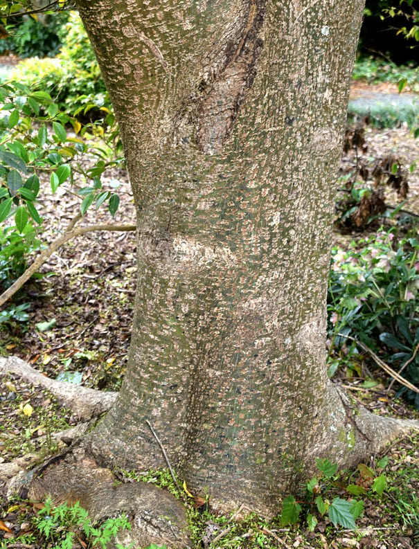 Acer davidii - David's Maple | PlantMaster