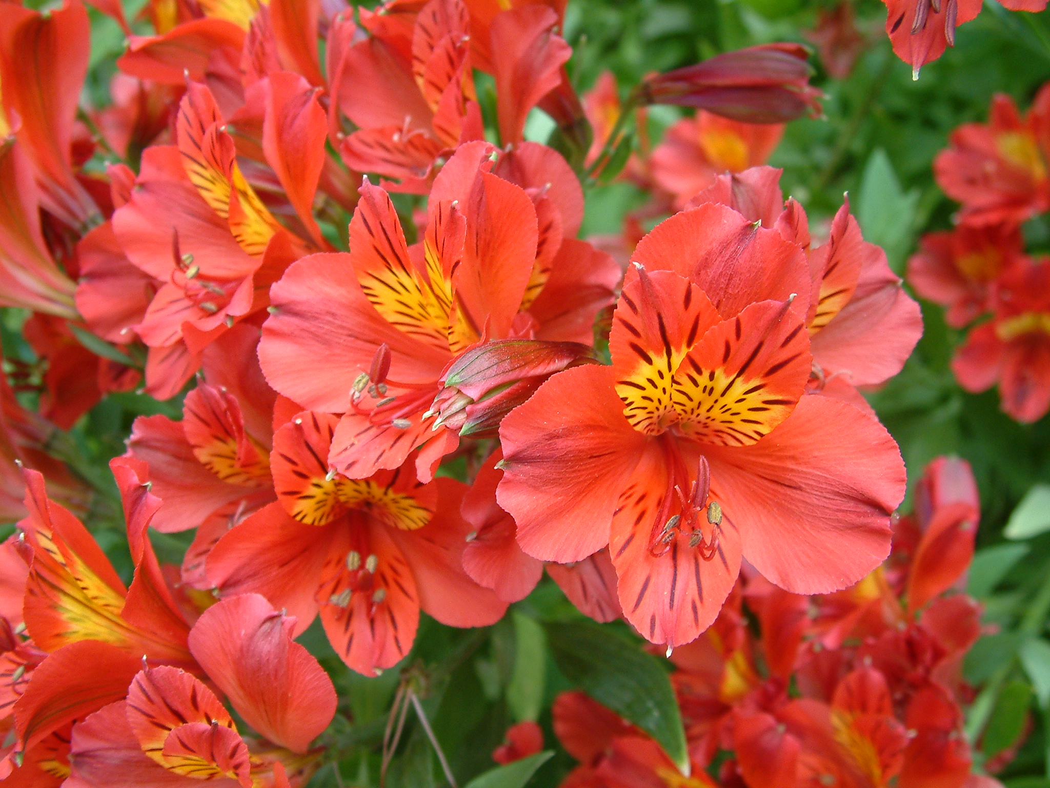 Red Alstroemeria