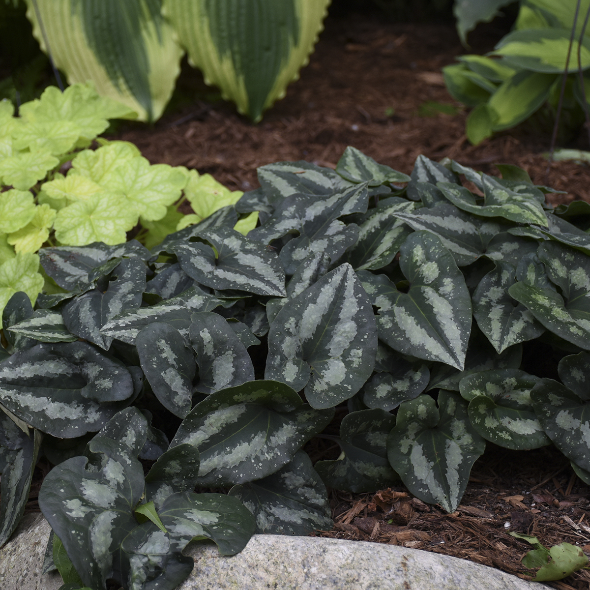 Asarum splendens - Chinese Wild Ginger | PlantMaster