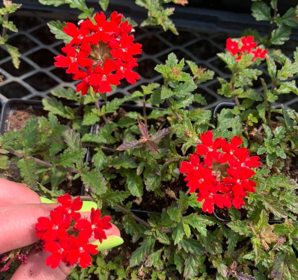 Red Verbena Perennial Plants Peruvian Red Hardy Verbena Groundcover,