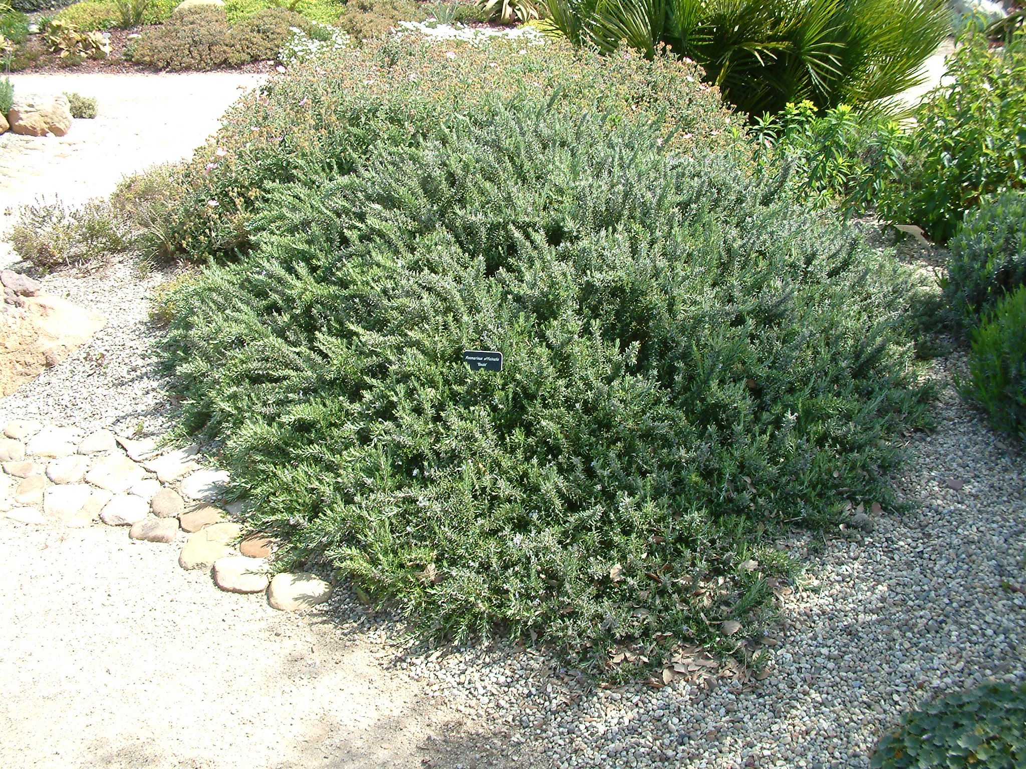 Rosmarinus officinalis 'Boule' - Boule Rosemary | PlantMaster