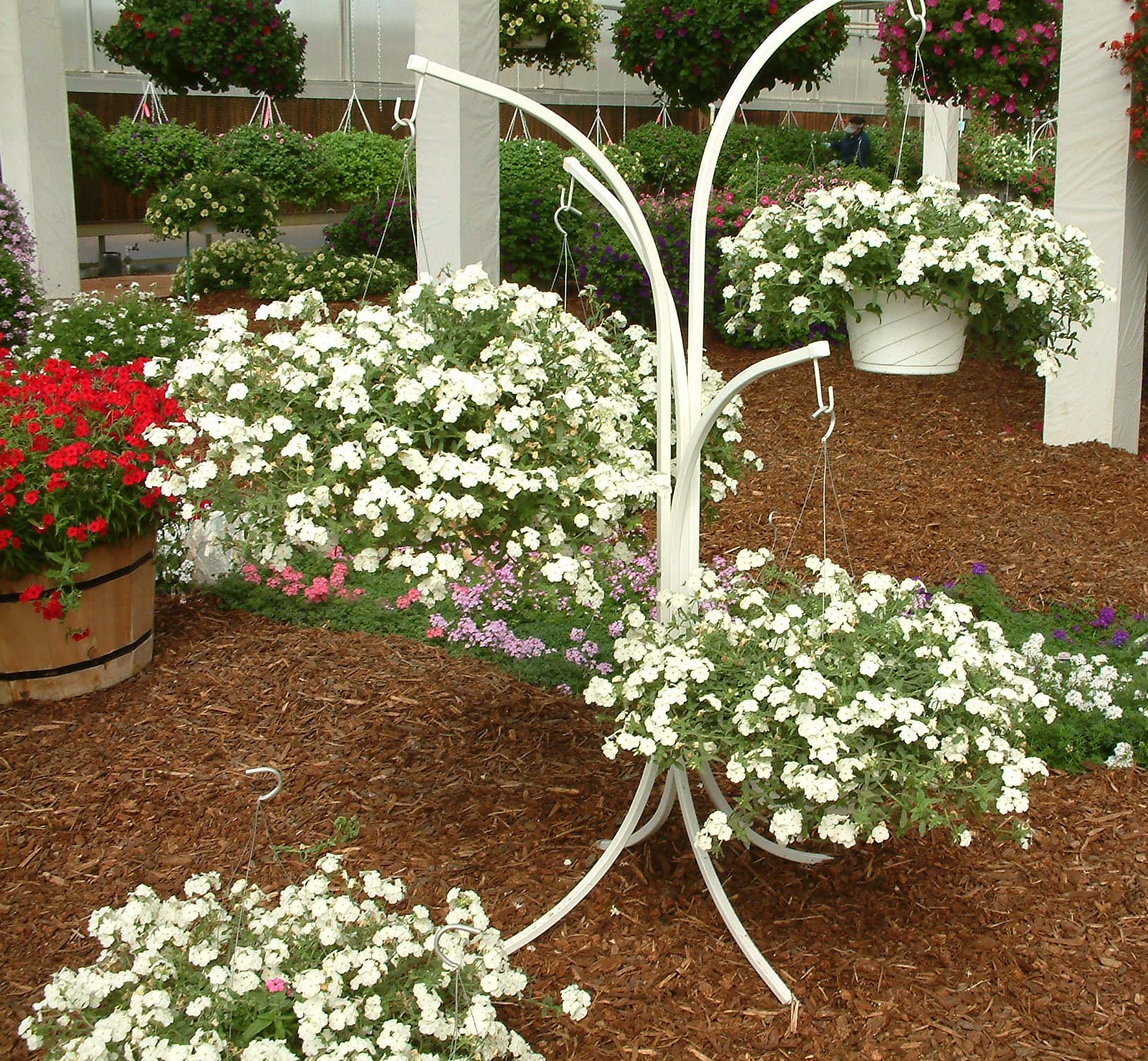 White Million Bells Flowers