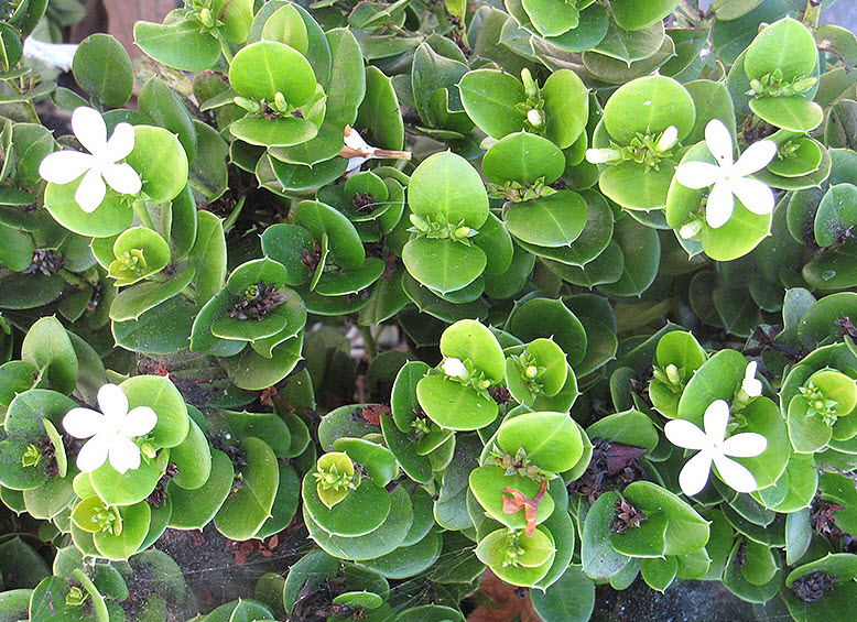 Carissa Macrocarpa Boxwood Beauty Carissa Macrocarpa 'Boxwood Beauty'