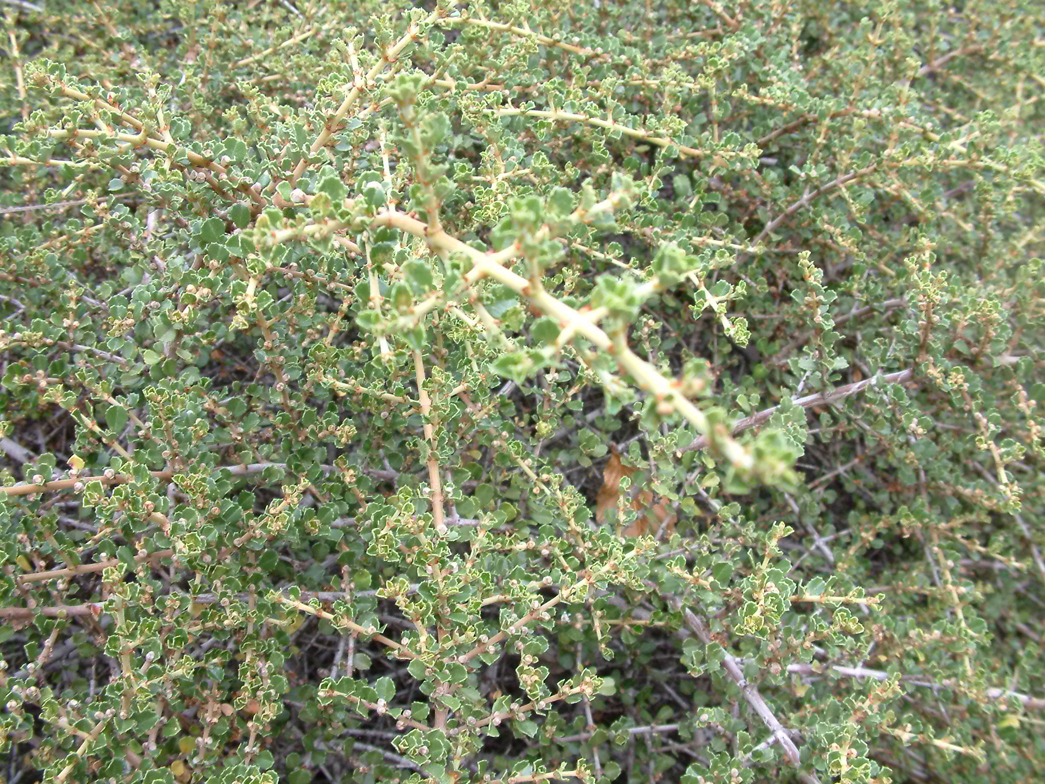 Ceanothus rigidus 'Snowball' - Ceanothus Snowball | PlantMaster