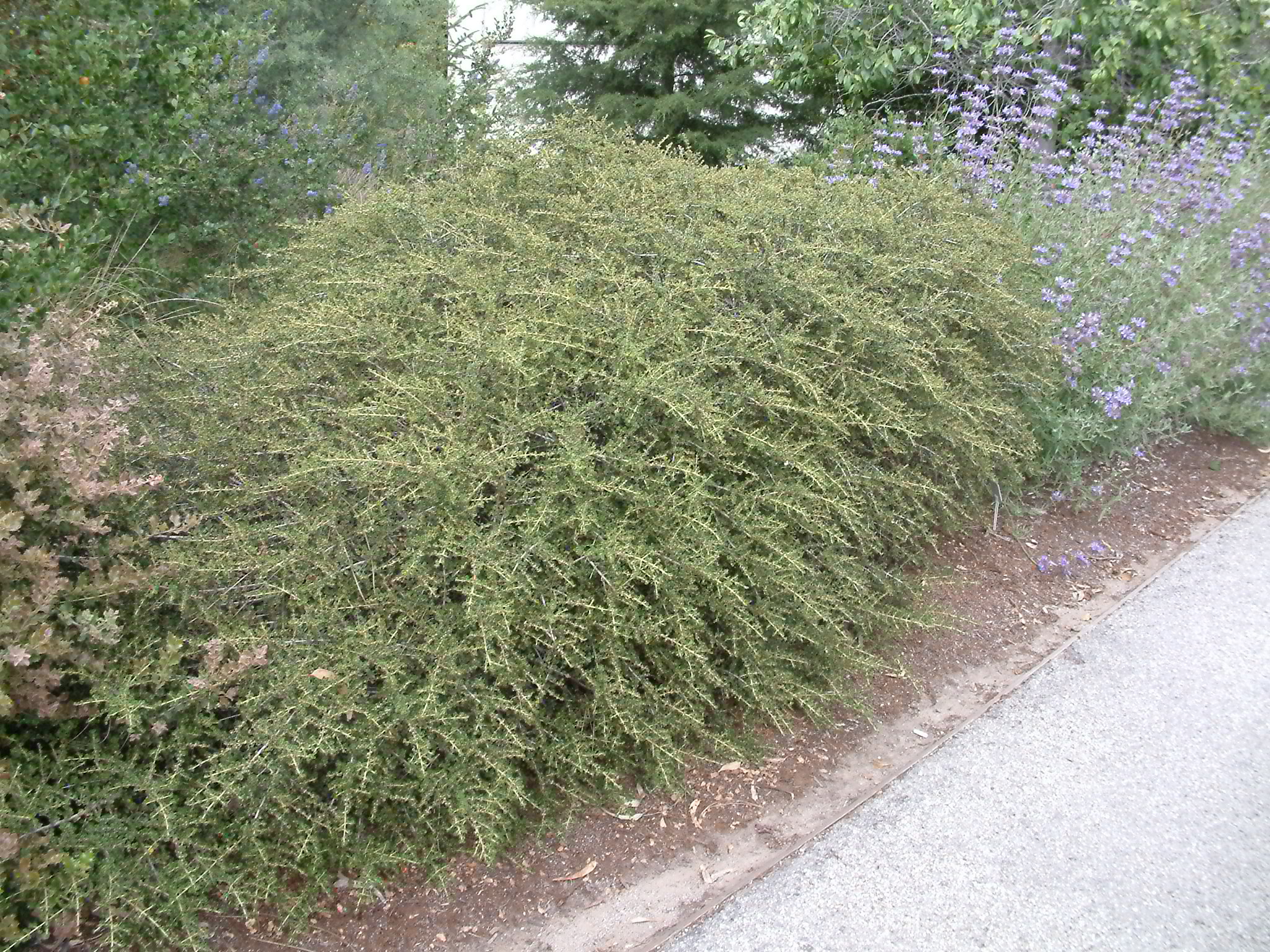 Ceanothus rigidus 'Snowball' - Ceanothus Snowball | PlantMaster