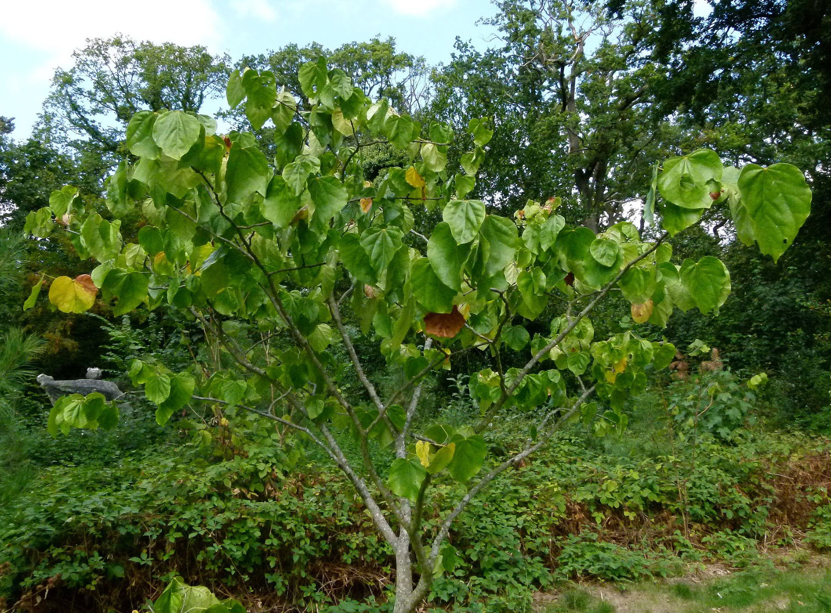 Cercis chinensis - Chinese Redbud | PlantMaster