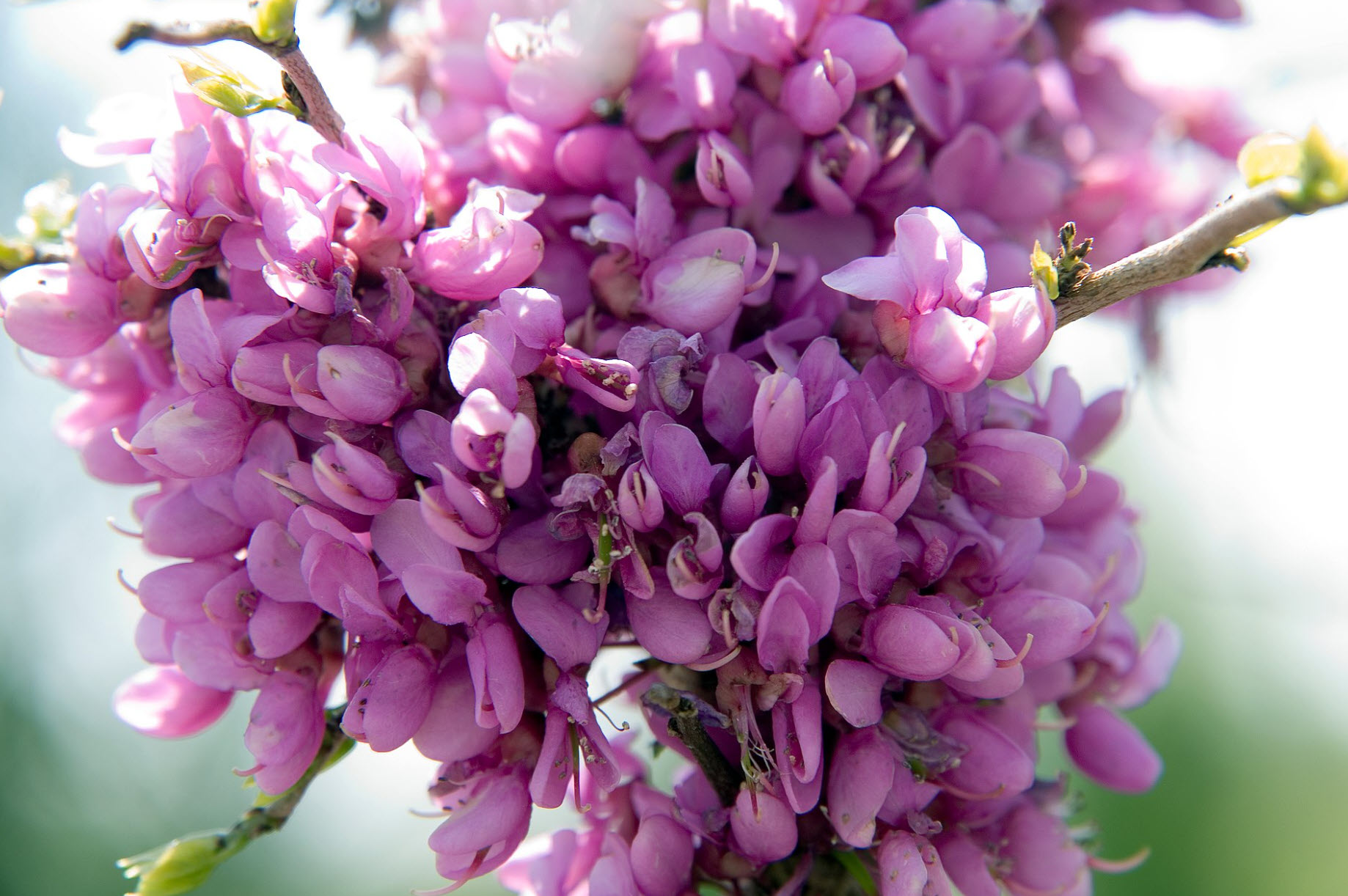 Cercis chinensis - Chinese Redbud | PlantMaster